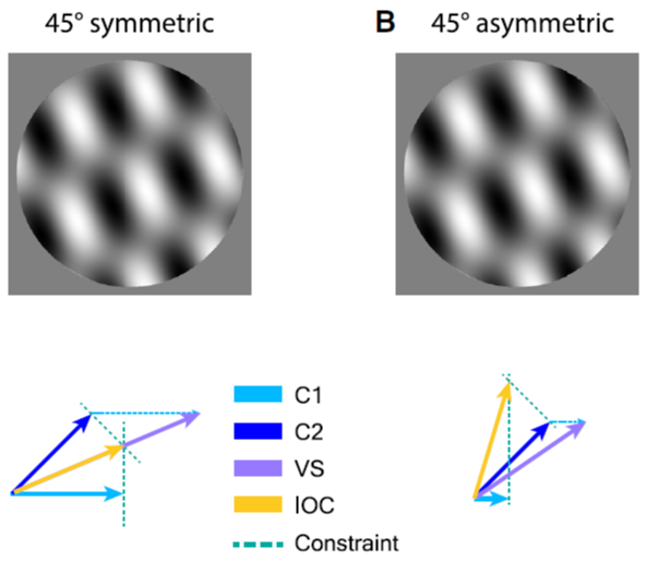 Chuiwen publishes in Current Biology | cang-lab